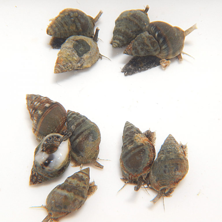 Assorted Cleaner Snails - Oceans Garden Aquaculture