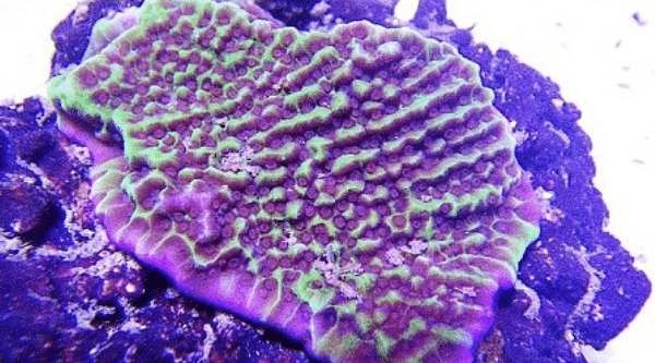 ORA Confusa Montipora Coral - Oceans Garden Aquaculture