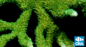 Oceans Garden Aquaculture ORA Dark Green Digitata Montipora Coral