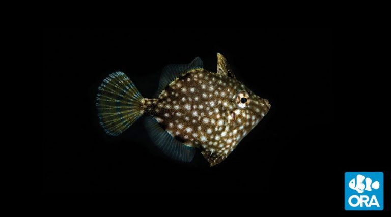 Filefish Archives - Oceans Garden Aquaculture