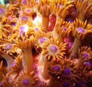 ORA Aquaculture Long Polyp Goniopora Coral - Oceans Garden Aquaculture