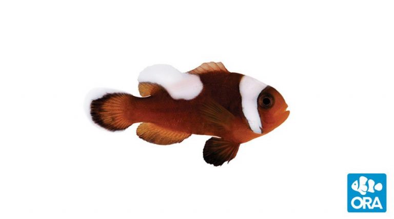 ORA Saddleback Clownfish – Captive-Bred Reef Safe Fish
