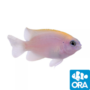 ORA Pink Smith Damsel Captive-Bred For Sale