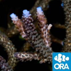 ORA Stuber Staghorn Acropora Coral - Oceans Garden Aquaculture