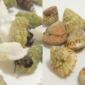 Oceans Garden Aquaculture Cleaner Clam