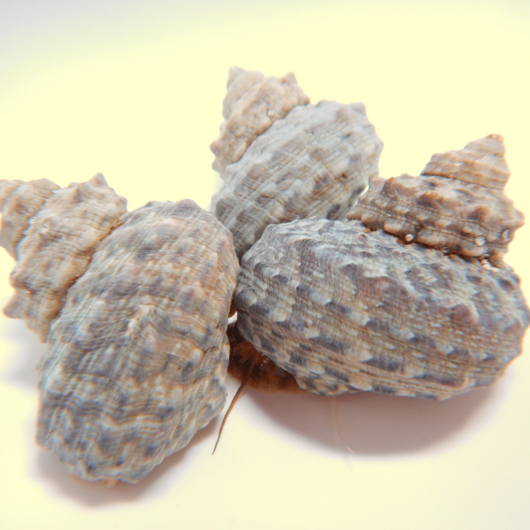 Oceans Garden Aquaculture Mexican Turbo Snail