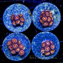 Oceans Garden Aquaculture ECC Prancing Panther Zoanthid