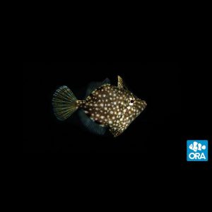 Oceans Garden Aquaculture ORA Whitespotted Pygmy Filefish Captive-Bred