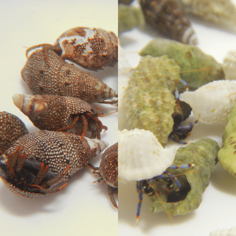 Oceans Garden Aquaculture Assorted Reef Hermit Crabs
