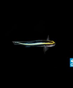 Gobies Archives - Oceans Garden Aquaculture