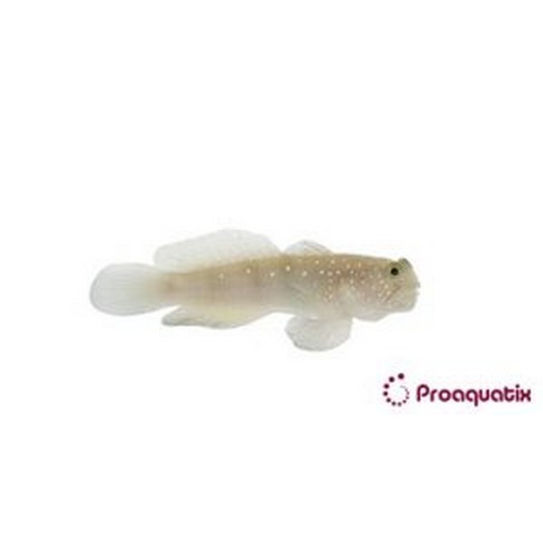 Watchman Shrimp Goby Captive-Bred - Oceans Garden Aquaculture