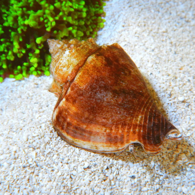 Oceans Garden Aquaculture Fighting Conch Reef Safe