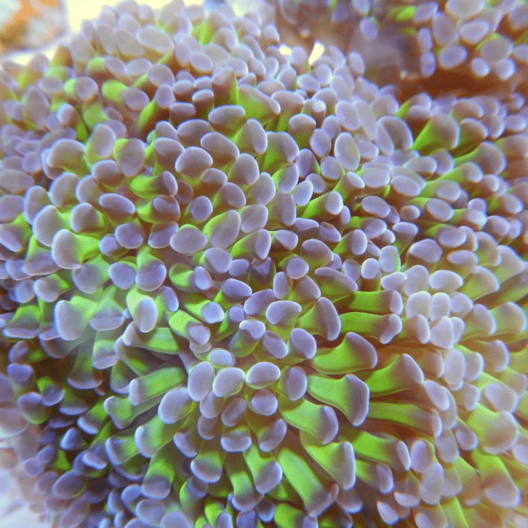 Oceans Garden Aquaculture OGA Hammer Coral Green Purple Tip - Limit 1 ...
