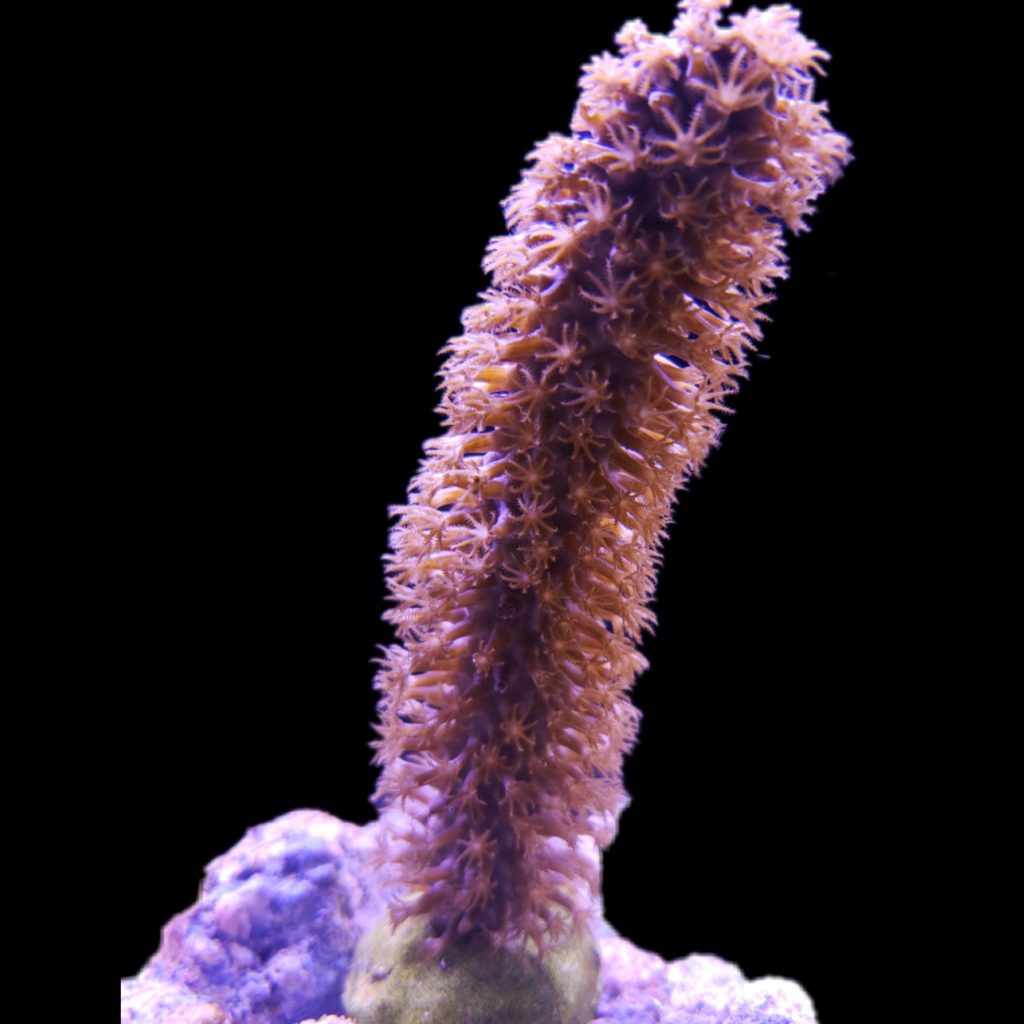 Oceans Garden Aquaculture Eco-Friendly Giant Slit Pore Gorgonian