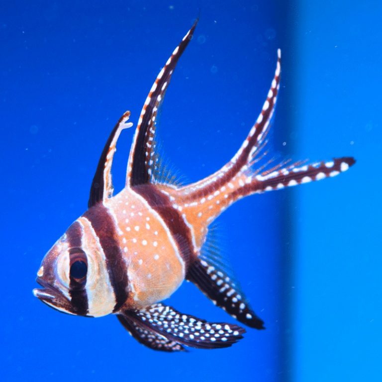 Oceans Garden Aquaculture Banggai Cardinal Captive Bred