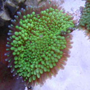 Oceans Garden Aquaculture Green Ricordea Mushroom Coral