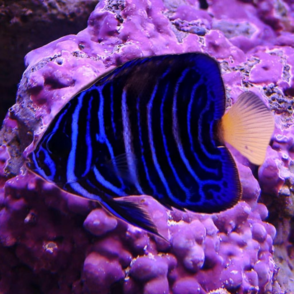 Half Moon Maculosus Angelfish Captive Bred - Oceans Garden Aquaculture