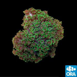 Oceans Garden Aquaculture ORA Aquaculture Green Goniopora Coral