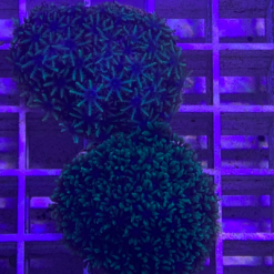 Oceans Garden Aquaculture Sympodium Coral