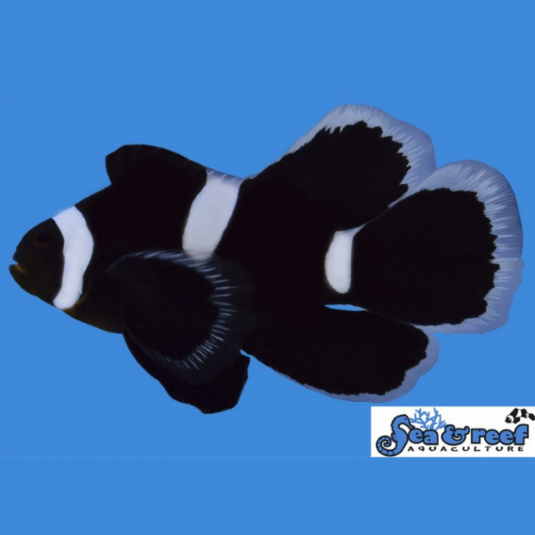 Oceans Garden Aquaculture S&R Longfin Darwin Misbar Clownfish- Captive Bred
