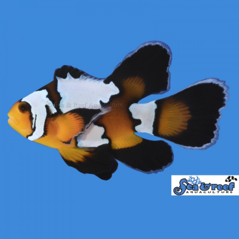 Oceans Garden Aquaculture S&R Longfin Black Ice Clownfish- Captive Bred