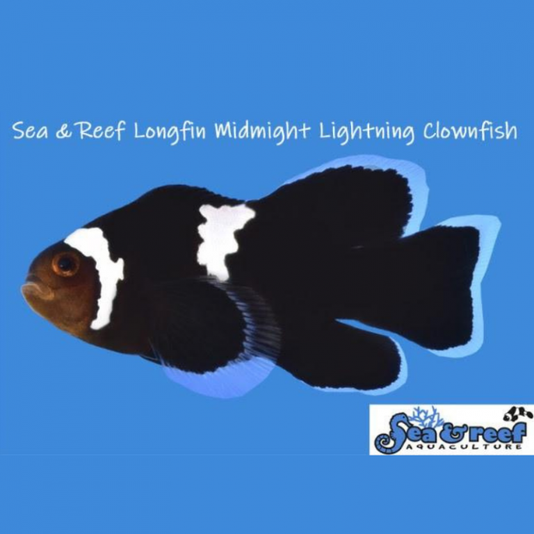 Oceans Garden Aquaculture S&R Longfin Midnight Lightning Clownfish ...