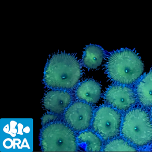 Polyps & Zoanthids Archives - Oceans Garden Aquaculture