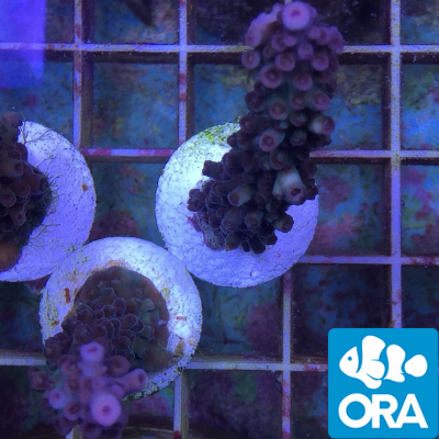 ORA Red Tip Green Stag Acropora Coral - Oceans Garden Aquaculture