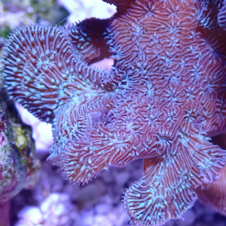 Oceans Garden Aquaculture ORA Cactus Pavona Coral