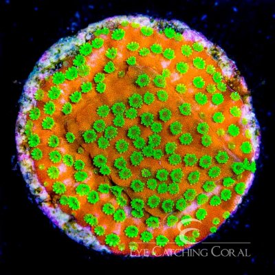 ECC Sunset Montipora - Oceans Garden Aquaculture