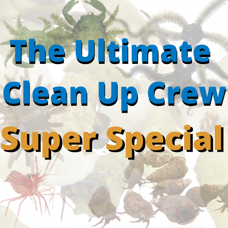 Build Your Own Reef Clean Up Crew - Oceans Garden Aquaculture