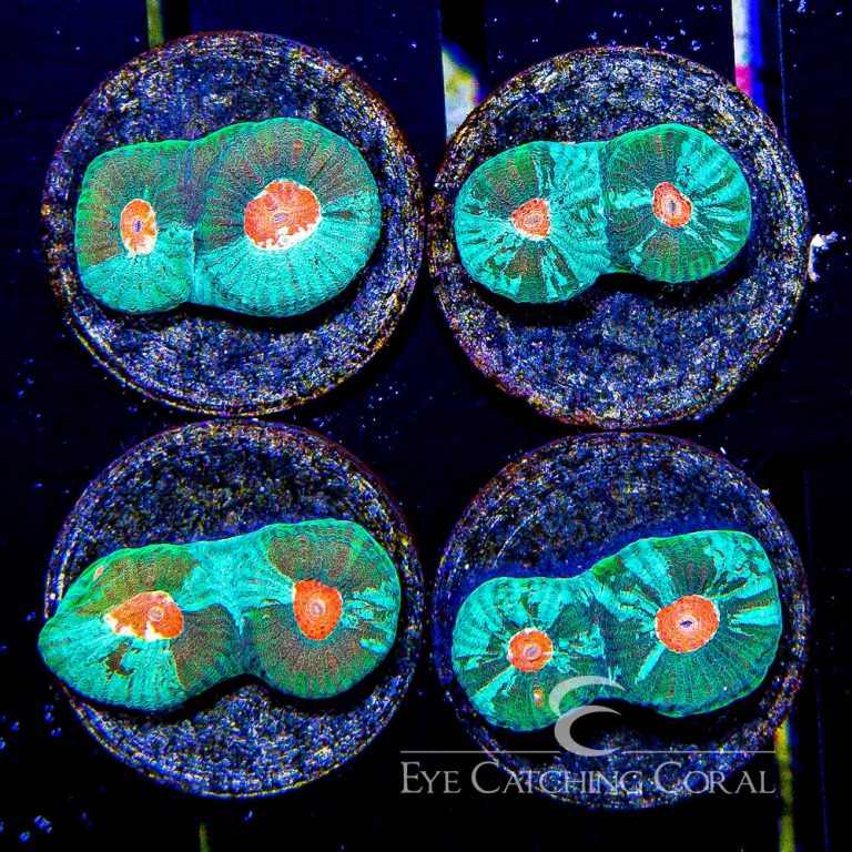 Oceans Garden Aquaculture ECC Lightwave Favia