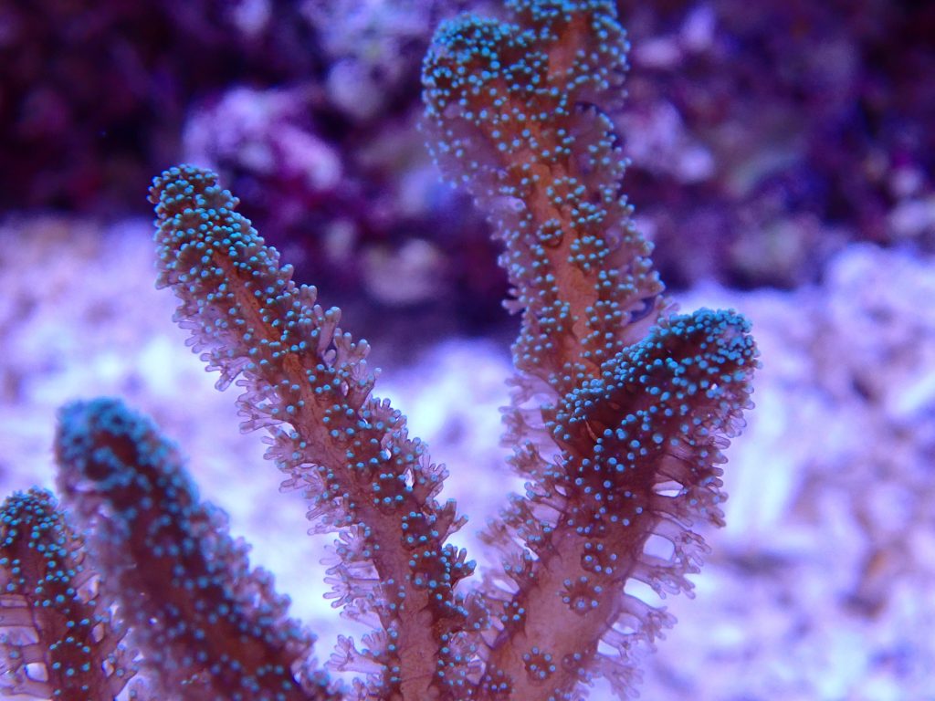Oceans Garden Aquaculture OGA Green Polyp Orange Stem Birdsnest