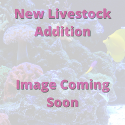 Oceans Garden Aquaculture Phantom Angelfish