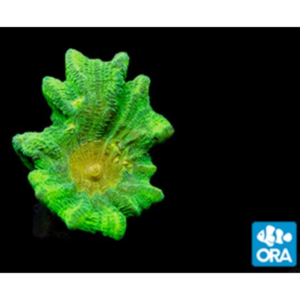 Oceans Garden Aquaculture ORA Space Invader Pectinia