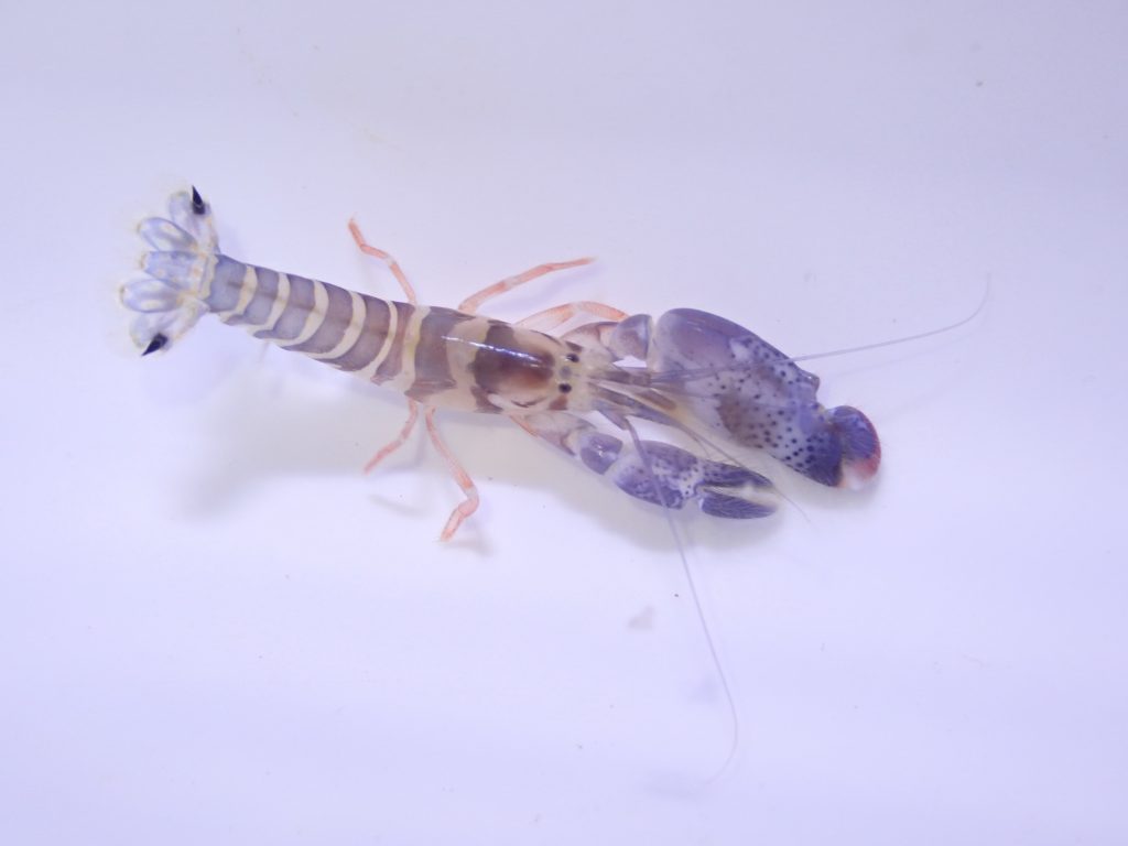 Oceans Garden Aquaculture Tiger Pistol Shrimp