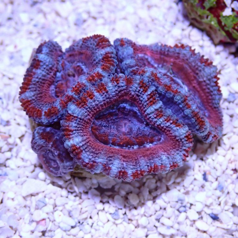 Oceans Garden Aquaculture OGA Acan Lord Ultra