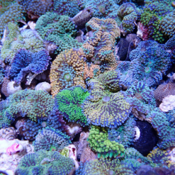 Oceans Garden Aquaculture