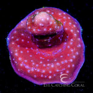 Oceans Garden Aquaculture ECC Blue Ridge Coral