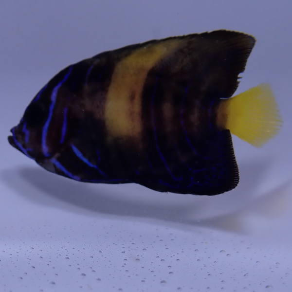 Asfur Sub-Adult/Changing Angelfish Captive Bred - Oceans Garden Aquaculture