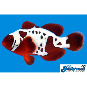 Oceans Garden Aquaculture S&R Lightning Maroon Clownfish Captive-Bred