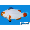 Oceans Garden Aquaculture S&R Maine Blizzard Clownfish Captive-Bred