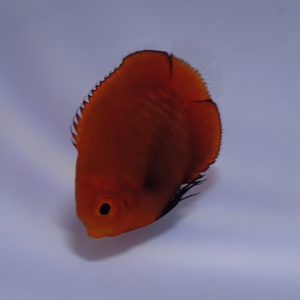 ORA Golden Angelfish Captive Bred | Reef Safe Dwarf Angel