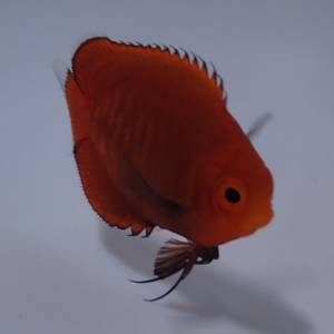 ORA Golden Angelfish Captive Bred | Reef Safe Dwarf Angel
