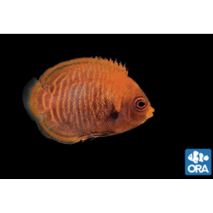Oceans Garden Aquaculture ORA Golden Angelfish Captive Bred