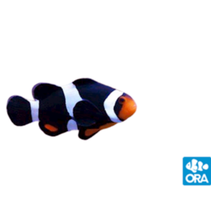 ORA Photon Clownfish – Captive-Bred, Reef-Safe Clownfish