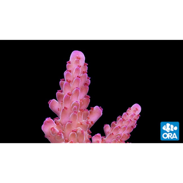 Oceans Garden Aquaculture ORA Aquaculture MIMF Pink Blush Willasae Acropora