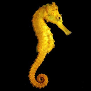 ORA Reidi Seahorse Captive-Bred – Buy Healthy Seahorses
