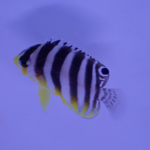 Oceans Garden Aquaculture Banded Multifasciatus Angel Juvenile ...