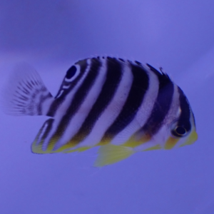 Oceans Garden Aquaculture Banded Multifasciatus Angel Juvenile ...